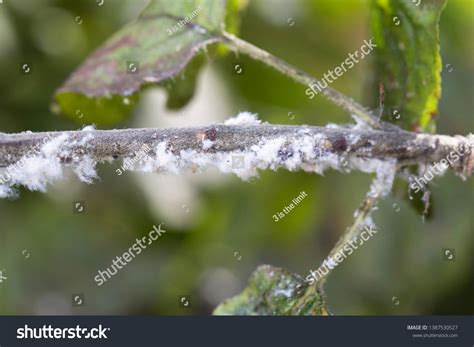 Wooly Aphids
