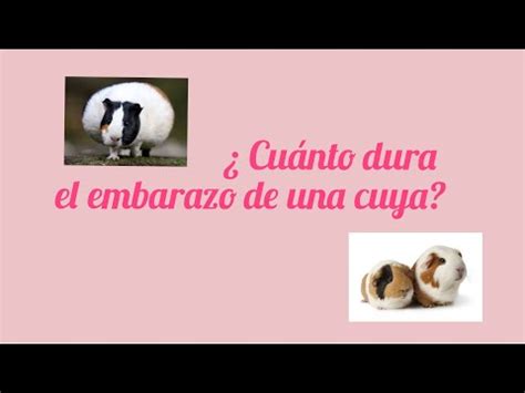Descubre cuánto dura realmente el embarazo de una cobaya todo lo que