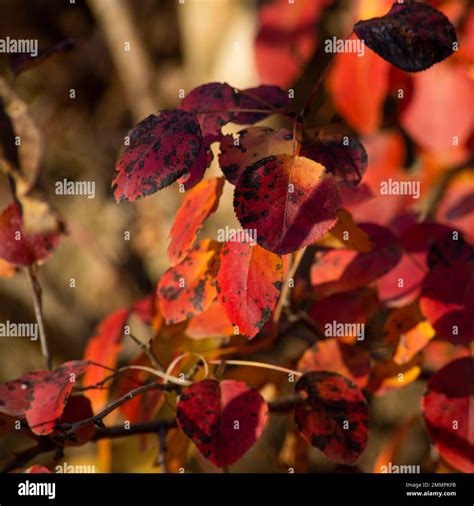 Leaves Chaning Color During Autumn Close Up Of The Leaves With Special Focus On Ornage Red