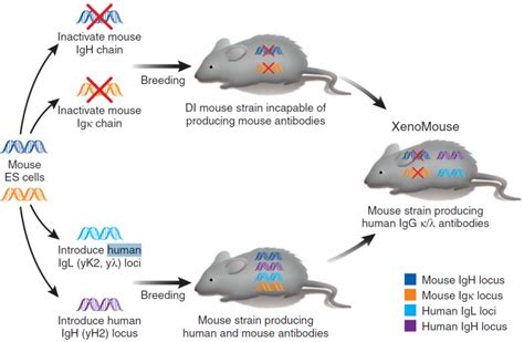 Antibody Sequencing Provides A New Path For Antibody Therapy Research Creative Biolabs Blog