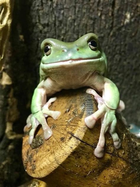 Dumpy Tree Frog Mushroom Pictures Frog Pictures Cute Reptiles