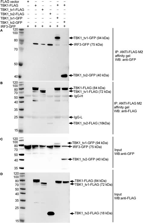 Tank Binding Kinase 1 Tbk1 Isoforms Associate With Tbk1 And Irf3 To