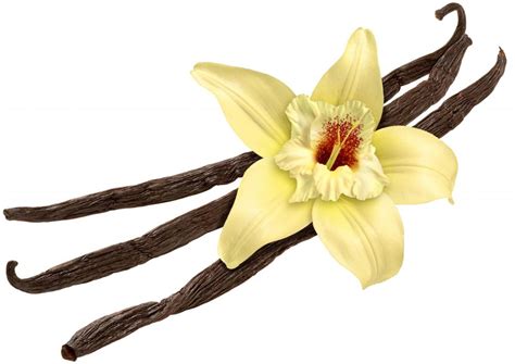 Vanilla Alchetron The Free Social Encyclopedia