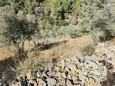 ARAÇ TAKASINA UYGUN KÖYE 300M YATIRIMA UYGUN SATILIK ZEYTİNLİK