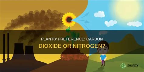 Plants Preference Carbon Dioxide Or Nitrogen Shuncy