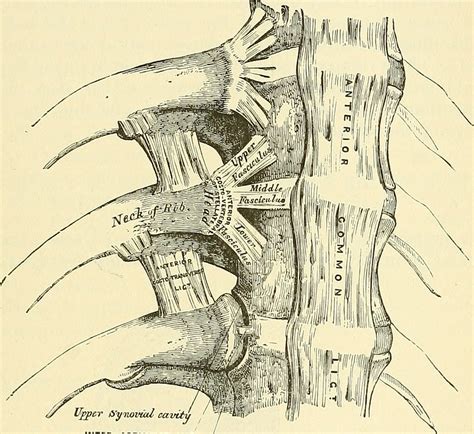 Factors Affecting Vertebral Fragility Fracture Risk Are Identified