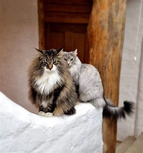 Kittens Forelsket Norwegian Forest Cats Hastings