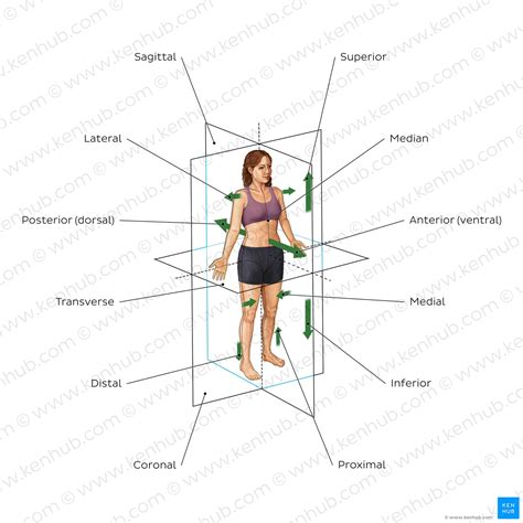 Directional Terms Anatomical Orientation And Directions Human