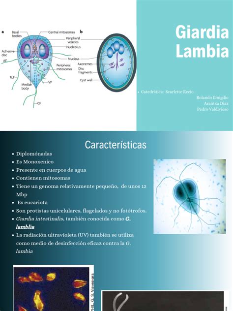 Giardia Lambia Pdf