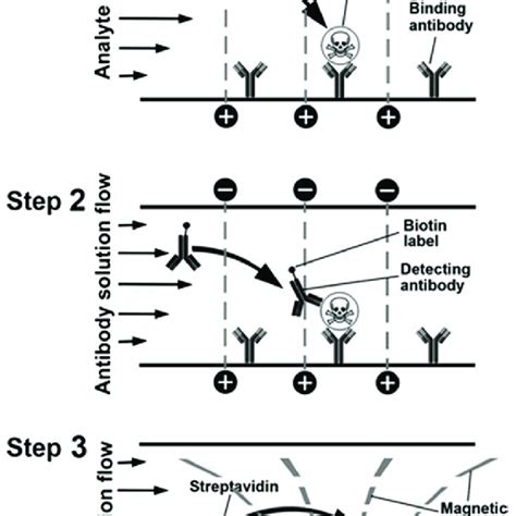 Overview Of Commercially Available Multiplex Lateral Flow Download Scientific Diagram