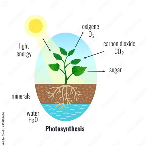 Photosynthesis Biological Process Composition Stock Vector Adobe Stock