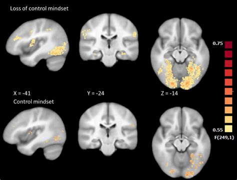 Neural Representation Of Stimulus Type Clusters With Significant Download Scientific Diagram