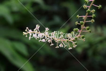 Photolibrary