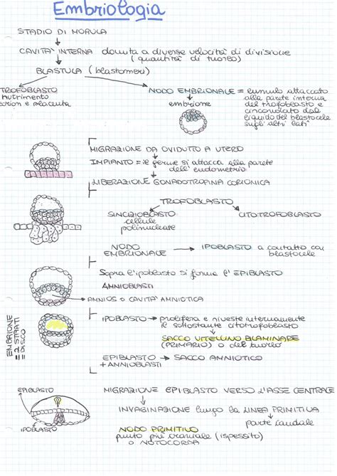 Schemi E Appunti Di Embriologia E Citologia Schemi E Mappe