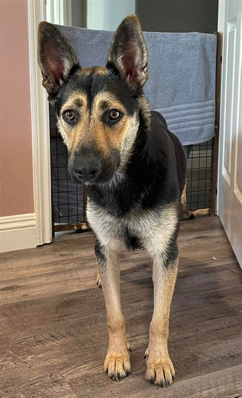 Dog For Adoption Lolas Puppy Rusty A Shepherd In Rancho San Diego