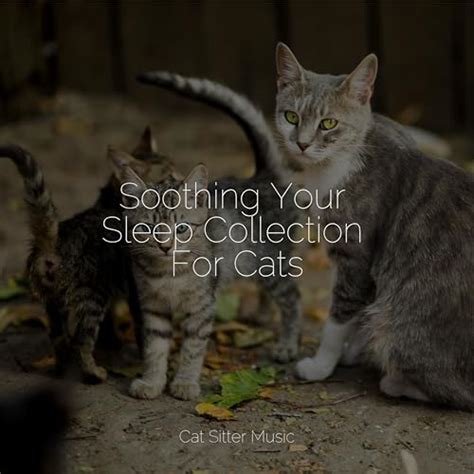 Amazon Musicでmusic For Relaxing Cats Calm Music For Cats And Cat Music