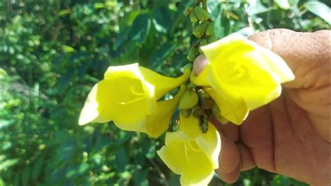 ឱសថរុក្ខជាតិកម្ពុជា 0973113046 អញ្ចាញ ថ្នាំខ្មែរបុរាណ ព្យាបាល ពិស ថ្លើម កើតលឿង សក់ជ្រុស Youtube