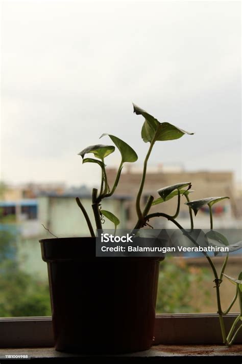 홈 창에서 녹색 식물 냄비의 보기 또는 흐림 배경보기와 아침에 실내 녹색 공장에서 창에서보기 0명에 대한 스톡 사진 및 기타