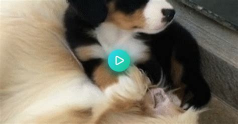 Why Does My Fluffy Golden Pillow Keep Moving Album On Imgur