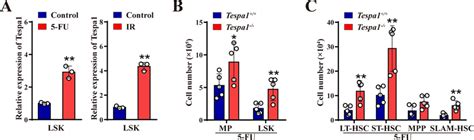 Thymocyte Expressed Positive Selection Associated 1 Tespa1