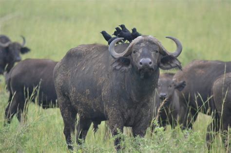 Rwanda Gorillas Chimps Wildlife Tour Gorilla Wildebeest Migration Safaris In Uganda
