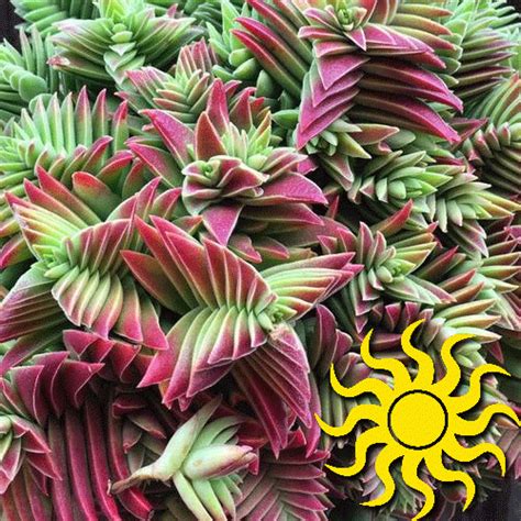Crassula Sharks Tooth What We Grow
