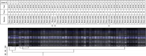 Dendrogram Of Pulsed‐field Gel Electrophoresis Pfge Gel Band Patterns
