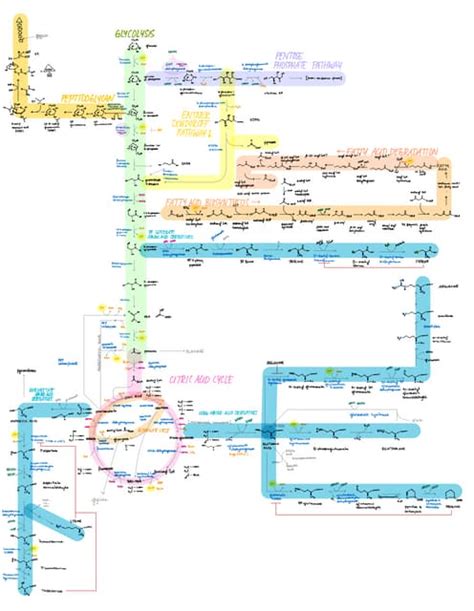 List Of Many Microbiology Biochemistry Pathways List For Pathways Pdf