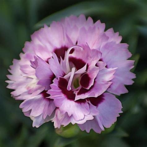 Pinks Dianthus Scent First® Raspberry Surprise In The Dianthus