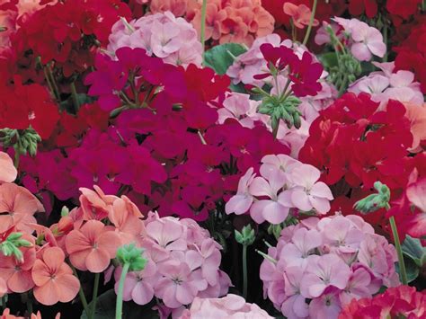 Hängende Geranie Topf Ø ca 12 cm Pelargonium kaufen bei OBI
