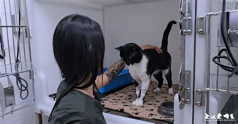 Bolas De Pelo En Gatos Adi S A Los Tricobezoares
