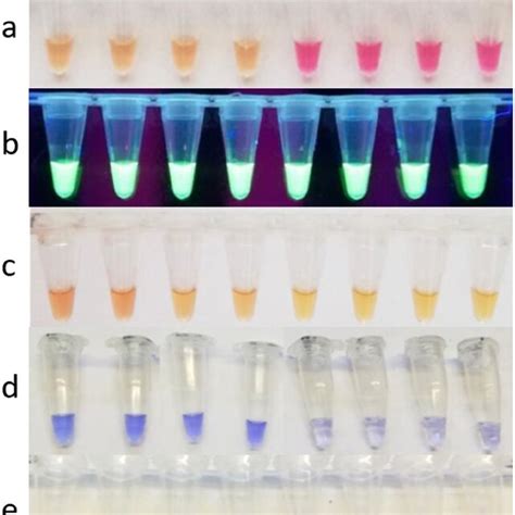 Colorimetric Lamp Detection With A 100 µm Phenol Red B 100 µm Calcein Download Scientific