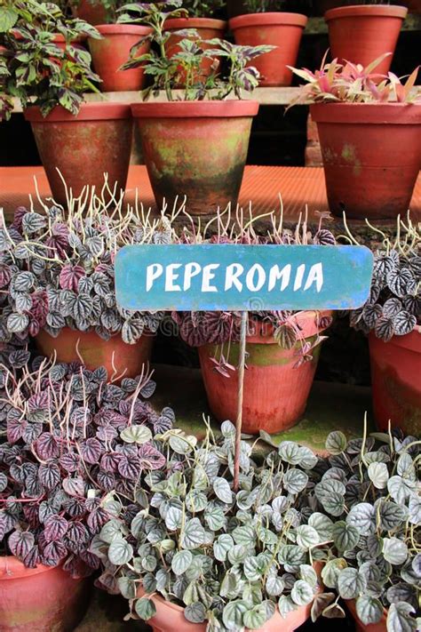 Peperomia Plant Is A House Plant Also Known As A Radiator Plant