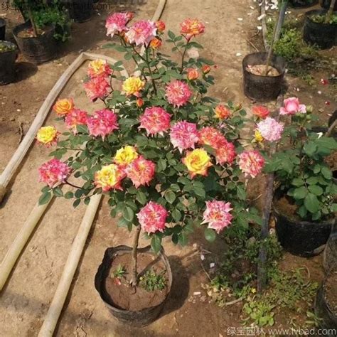 月季树树桩月季花地径1公分2公分3公分4公分5公分6公分五彩花朵双色花黄色红色粉色白色花价格 批发 厂家 参数 图片 月季蔷薇类植物 搜好货网