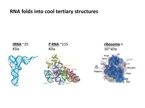 Ppt Rna Folding During Transcription Co Transcriptional Folding