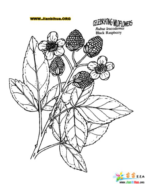 直根植物简笔画 简笔画图片大全 普车都