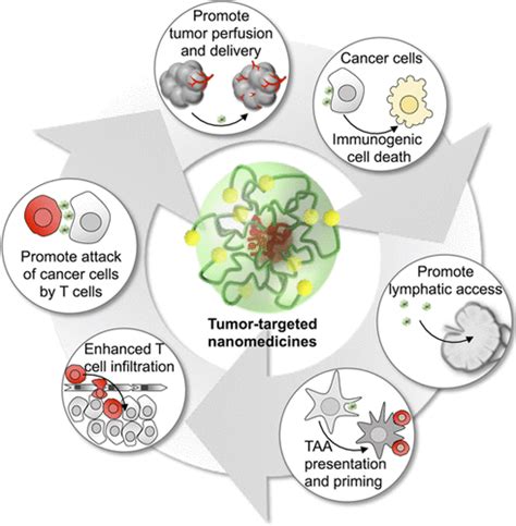 Tumor Targeted Nanomedicine For Immunotherapy Cabral Lab Utokyo