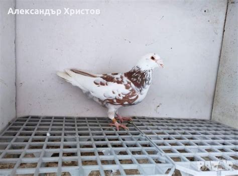 Спортни гълъби в Гълъби в гр Кърджали Id42054708 — Bazar Bg
