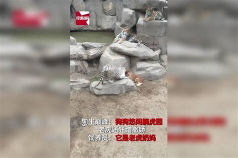 狗生巅峰！狗狗悠闲躺虎园，老虎狂蹭撒娇，饲养员：它是老虎奶妈
