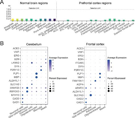 Transcriptomic Profiling Of Ace2 In The Normal Brain A Overview Of