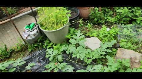 수박아들줄기 에서 두개 키워야 하는이유 수정하는시기 거미손제거는 필수 Youtube