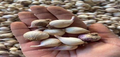 လက်ပံတန်းမြို့ချင်းနှင့်ကြက်သွန်ဖြူ ဈေးကွက်အခြေအနေ Consumer