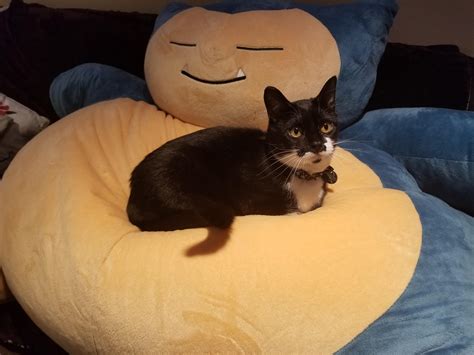 Tuxedo On Snorlax Tuxedocats
