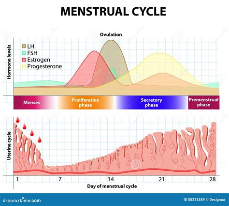 Ciclo Menstrual Proceso De La Ovulación Y Niveles De Hormona Femeninos