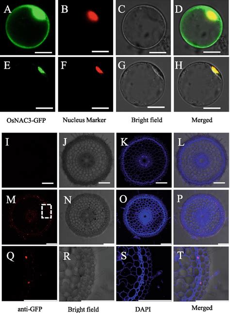 Subcellular And Cellular Localization Of Osnac3 A H Rice Protoplast Download Scientific