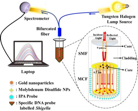 Figure 2 From Mos2 Functionalized Multicore Fiber Probes For Selective Detection Of Shigella