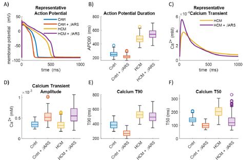 Effect Of β Ars On Simulated Action Potential Ap And Calcium