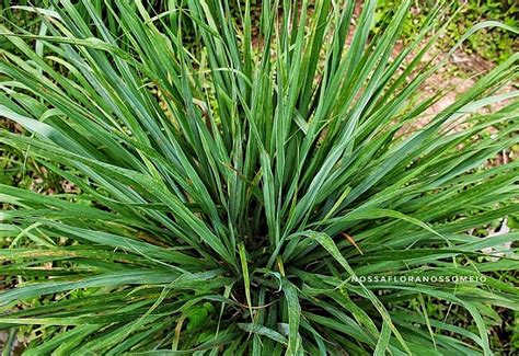 Capim Limão Ou Capim Cidreira Uma Planta Medicinal De Muitas