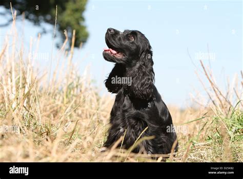Dog English Cocker Spaniel Adult Black Sitting Profile In A Field