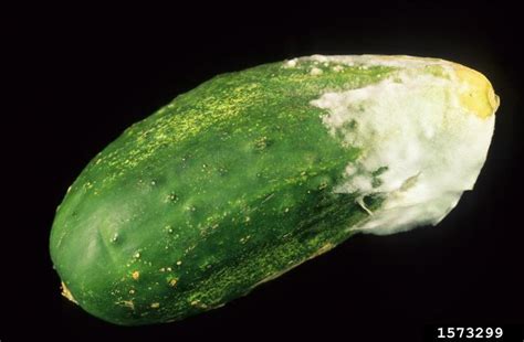 Pythium Diseases Genus Pythium Pringsh